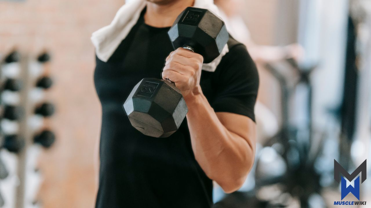 MuscleWiki - Simplify your workout