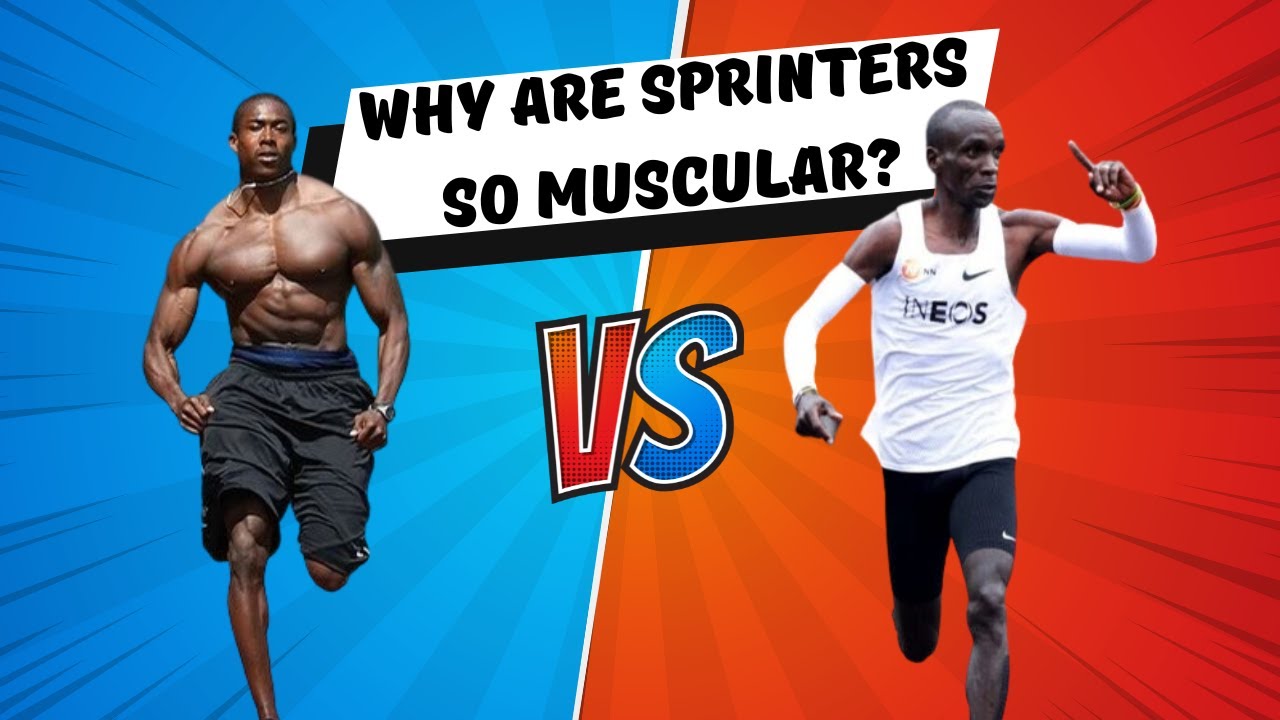 MuscleWiki - Simplify your workout