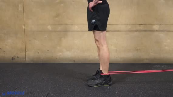 MuscleWiki - Band Straight Leg Hip Flexions - Rectus Femoris