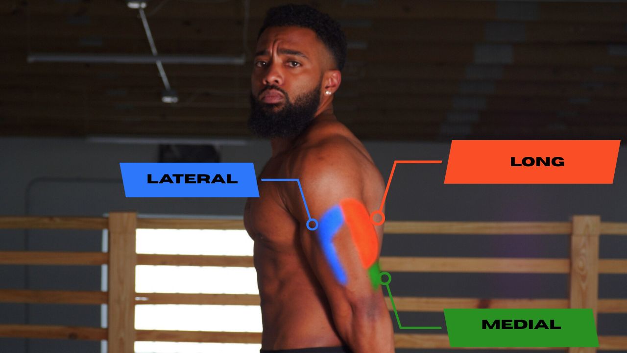 MuscleWiki - Simplify your workout | 2000+ Free Exercise Videos & Guides